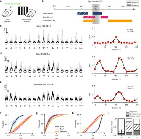 Orientation Selectivity Strengthens In Interneurons After Eye Opening A