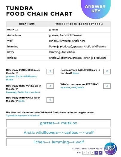 Free Tundra Ecosystem Food Chain Chart By Michele Weber Tpt