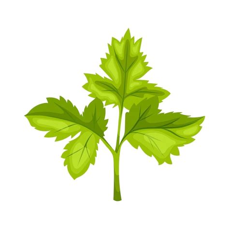 Ilustração Em Vetor Desenho Animado Verde Folha De Salsa Vetor Premium