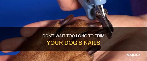 Dont Wait Too Long To Trim Your Dogs Nails Nailicy