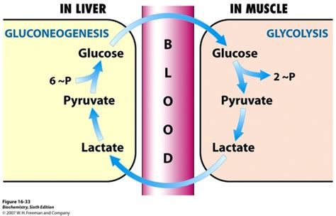 Gluconeogenesis And Diabetes Flashcards Quizlet