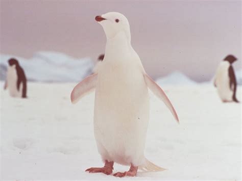 素晴らしい個性の持ち主。美しきアルビノの動物たち