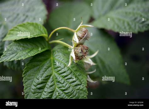 Young Bushes Of Flowering Raspberries Inflorescences The Period When Berries Are Formed On