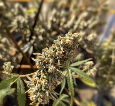 Alien Rock Candy Strain Information And Effects