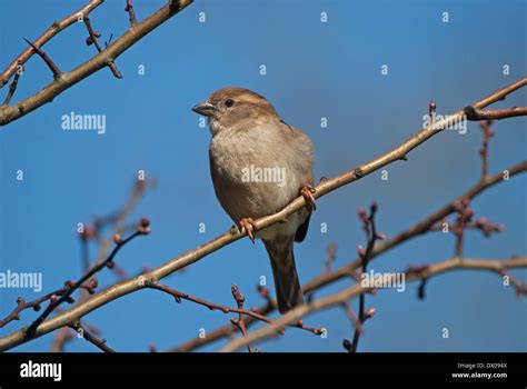 Female Tree Sparrow Hi Res Stock Photography And Images Alamy
