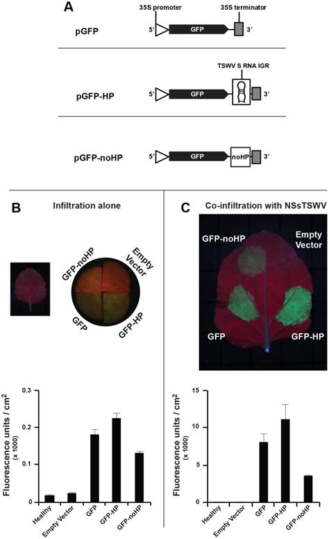A Schematic Representation Of Gfp Constructs Containing The Different
