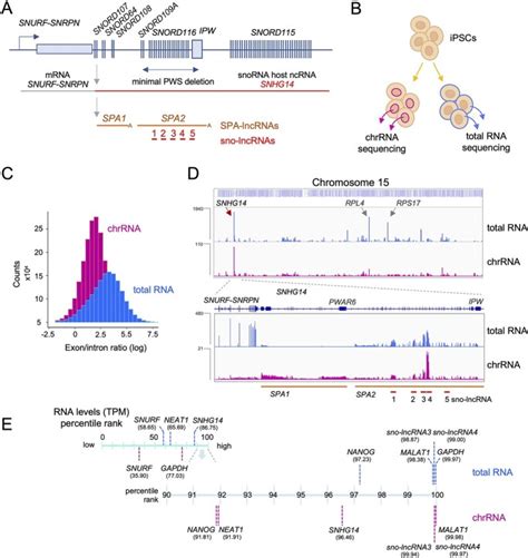 Non Coding Rnas Associated With Praderwilli Syndrome Regulate Transcription Of