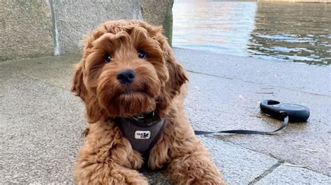 Cockapoo Prijs Karakter Gezondheid Voeding En Meer