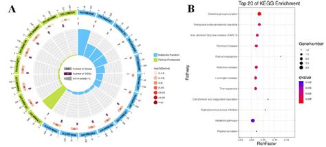 Functional Annotation Analysis On The Up Regulated Proteins Which Were