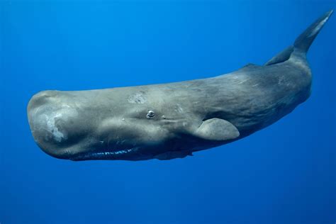 Sperm Whale Facts Cachalot
