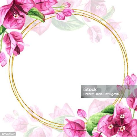부겐빌레아 장식 프레임 손으로 그린 수채화 일러스트 는 흰색 배경에 고립 관광 리조트에 대한 스톡 벡터 아트 및 기타 이미지 관광 리조트 꽃 나무 꽃 식물 Istock