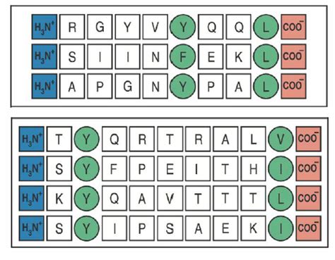 Antigen Processing And Presentation Mhc I Flashcards Quizlet