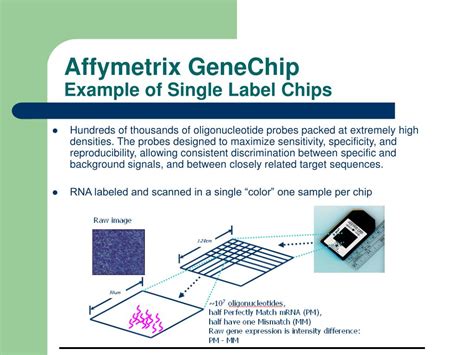 Ppt Introduction To Bioinformatics Microarrays1 Microarray Technology Powerpoint Presentation