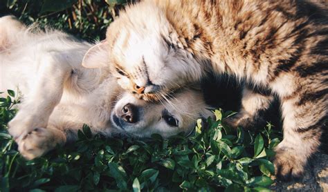 Cute Puppies And Kittens Playing Together