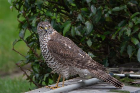 Vroege Vogels Foto Vogels Sperwer