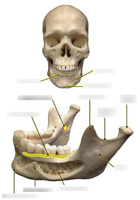 Chapter 8 Lab Mandible Diagram Quizlet