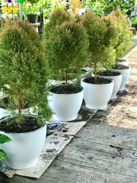 สนหอม ต้นไล่ยุง🌳🌳 บ้านต้นไม้ กำแพงเพชร