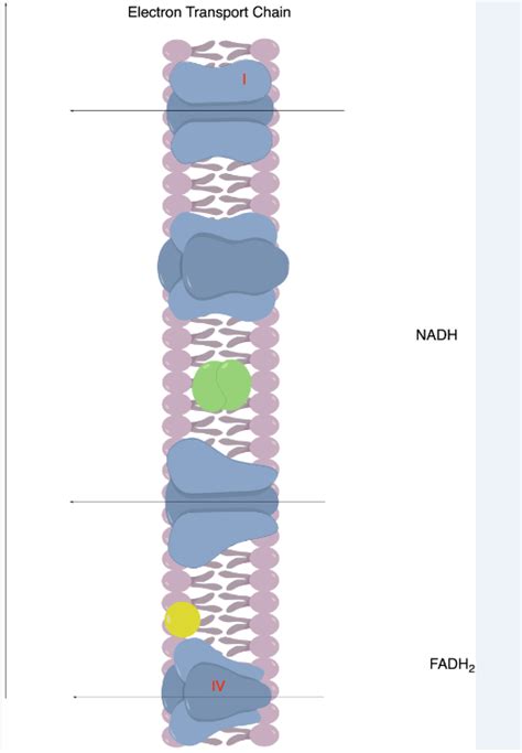 Answered Electron Transport Chain Nadh Fadh2 Iv Bartleby