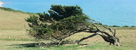 Fukinagashi Windswept Bonsai Style Bonsaiplace