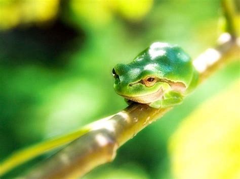 Tree Frog Wallpapers Wallpaper Cave