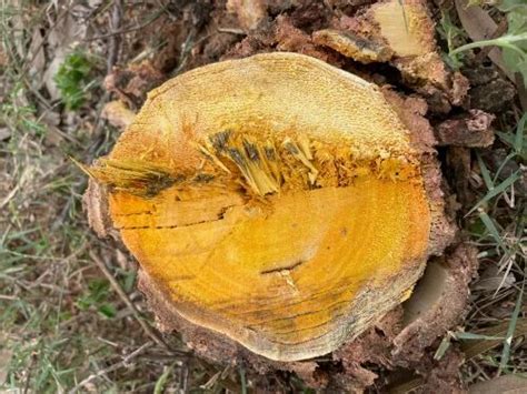 Excavator Tree Cutter At Rs 497000 Number In Erode ID 2849749675612