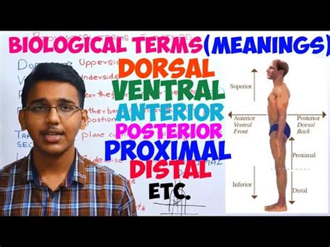 Biological Termsmeaningsdorsalventralposterioranterior Proximal