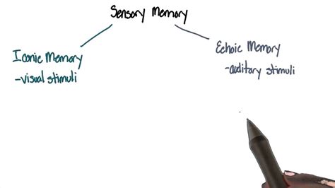 Sensory Memory Definition Psychology Example At Naomi Brown Blog