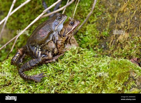 Frog Reproduction Mating Frogs Reproductions Stock Photo Alamy