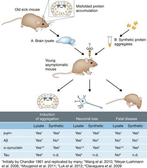 Scheme Summarizing Evidence For Seeded Aggregation And Cell To Cell