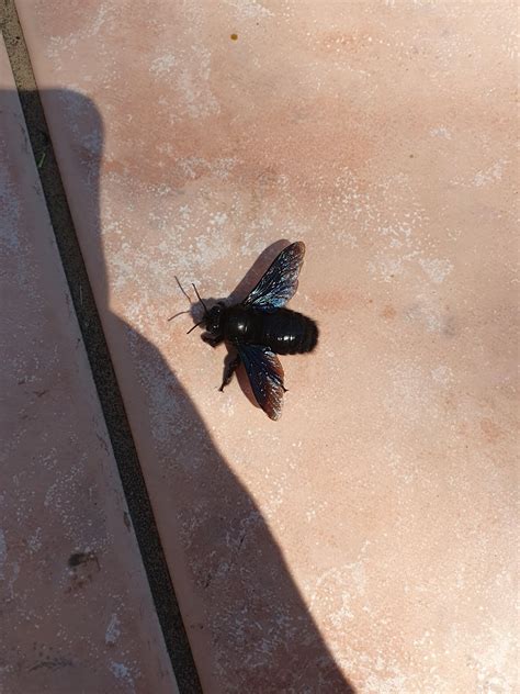 What Is This Bug Found In Hungary R Insects