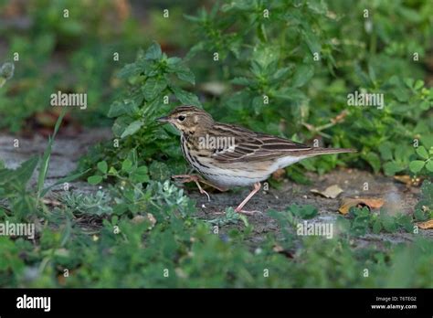 Tree Pipit Anthus Trivialis Stock Photo Alamy