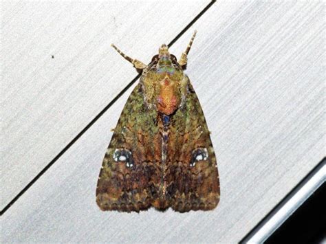 Web東奥とうおう写真館あおもり昆虫記ヒメギフチョウ