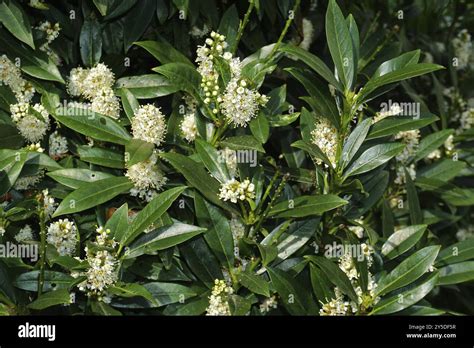Prunus Laurocerasus Common Laurel Cherry Laurel Hi Res Stock