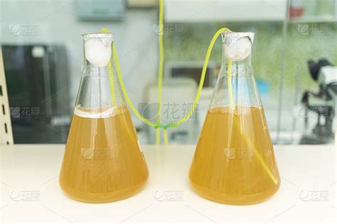 实验室藻类研究过程