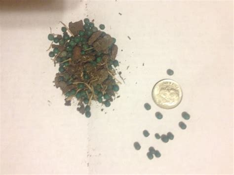 What Are These Small Green Round Things