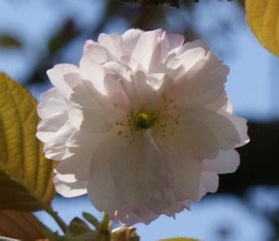 跡見群芳譜 桜花譜 サトザクラ オオムラザクラ