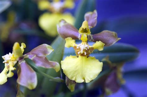 Orchid Oncidium Bifolium Stock Image Image Of Detail 1009117