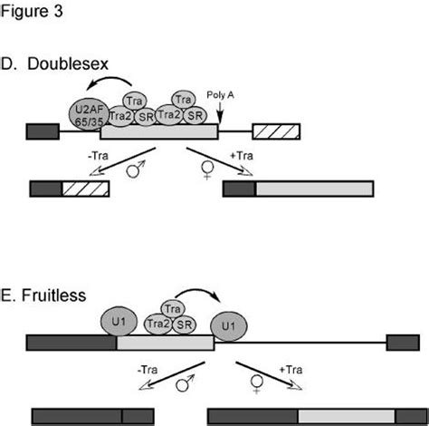 PDF Mechanisms Of Alternative Pre Messenger RNA Splicing Douglas L Black