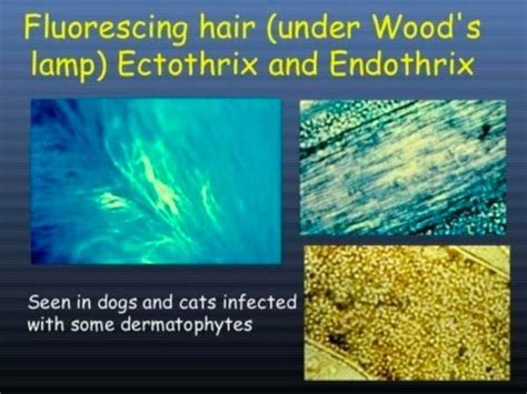 Classification And Morphology Of Fungi Dermatophytes Flashcards Quizlet