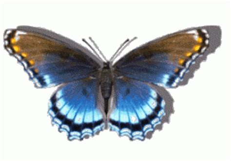 Blue Butterfly S