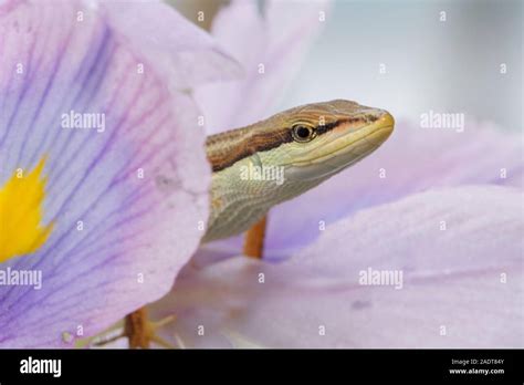 Asian Grass Lizard Six Striped Long Tailed Lizard Or Long Tailed Grass Lizard Takydromus