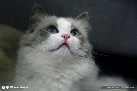猫摄影图 家禽家畜 生物世界 摄影图库 昵图网