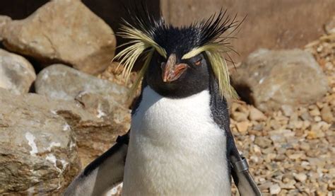 Penguins Facts Diet And Habitat Information