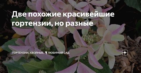 Две похожие красивейшие гортензии но разные Гортензии хвойные 🌷