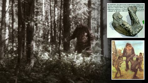 Gigantopithecus A Controversial Prehistoric Evidence Of The Bigfoot