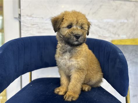 삽살개 주 샴분양가격 셀커크렉스분양가격 스코티쉬폴드분양가격 스핑크스분양가격 아메리칸숏헤어분양가격 아메리칸컬분양가격 아비시니안