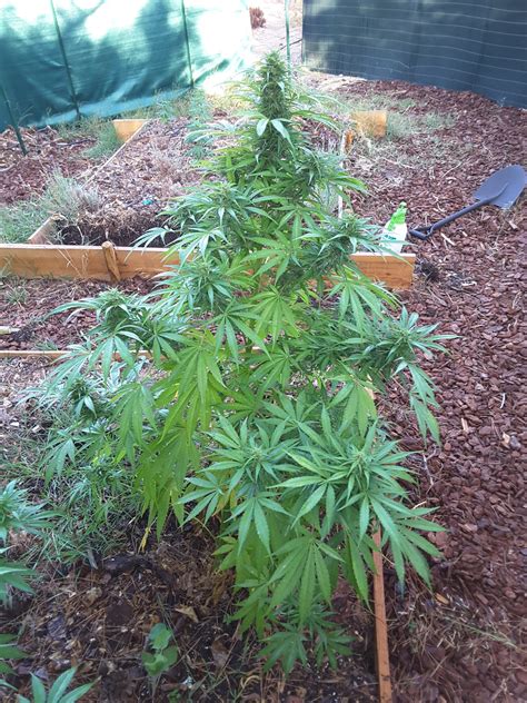 Outdoor Seed Production Test2 The Autoflower Network
