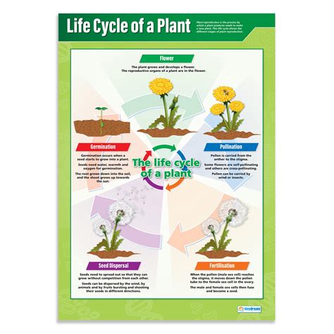 Buy Life Cycle Of A Science S Gloss Paper Measuring 850mm X 594mm A1 Science Charts For