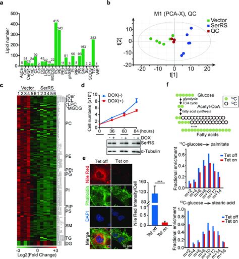 Serrs Inhibits The De Novo Lipid Synthesis In Breast Cancer Cells A