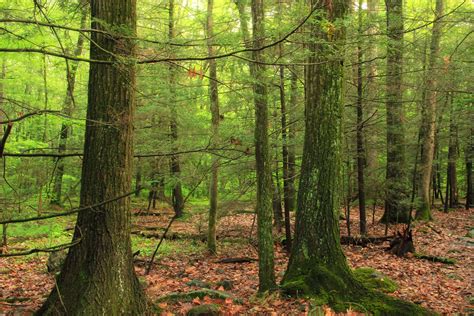무료 이미지 나무 황야 하이킹 꼬리 햇빛 이끼 봄 가을 크리에이티브 커먼즈 가문비 헴락 동쪽 출입구 츠가 카나 덴 시스 하층의 덤불 펜실베니아